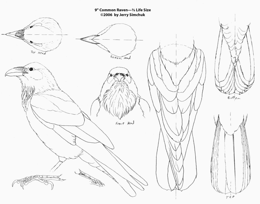 1/3 Life-Size Common Raven - SugarPine Woodcarving