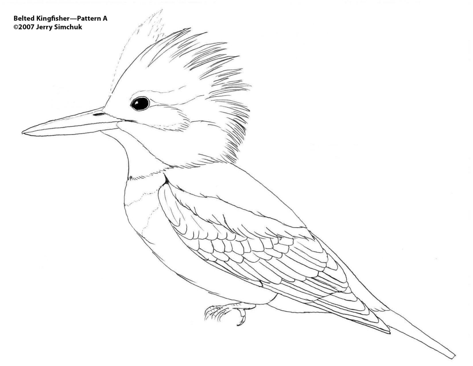 Belted Kingfisher Patterns - SugarPine Woodcarving