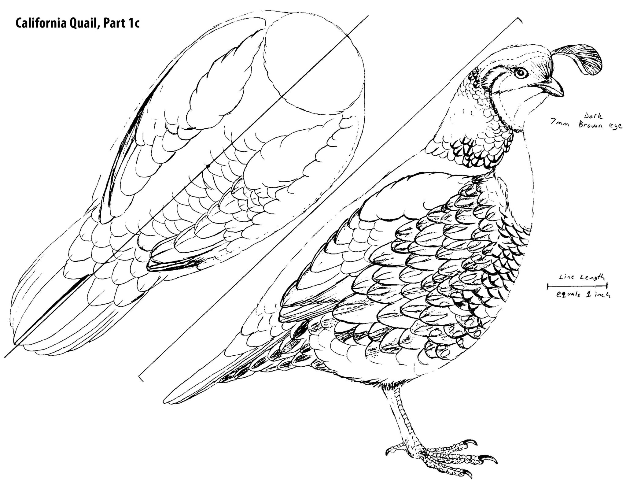 California Quail Patterns - SugarPine Woodcarving