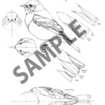 Shop - SugarPine Woodcarving